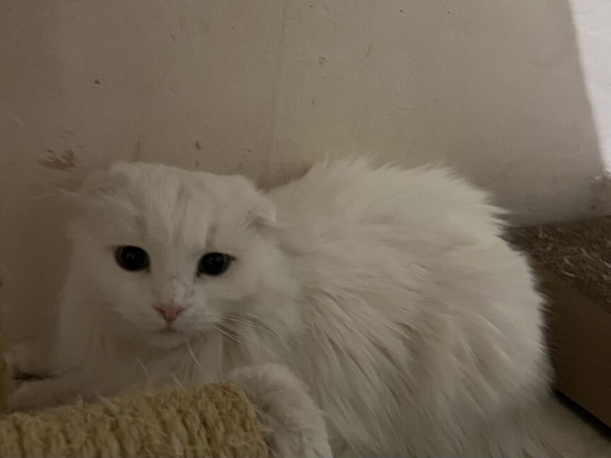 Турецкая ангора вислоухая белая