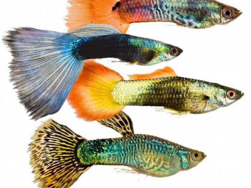 Рыбки гуппи