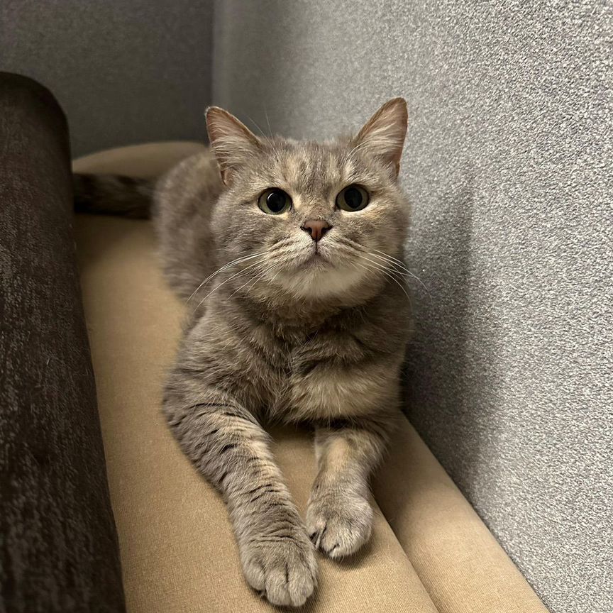 Кошечка в добрые руки