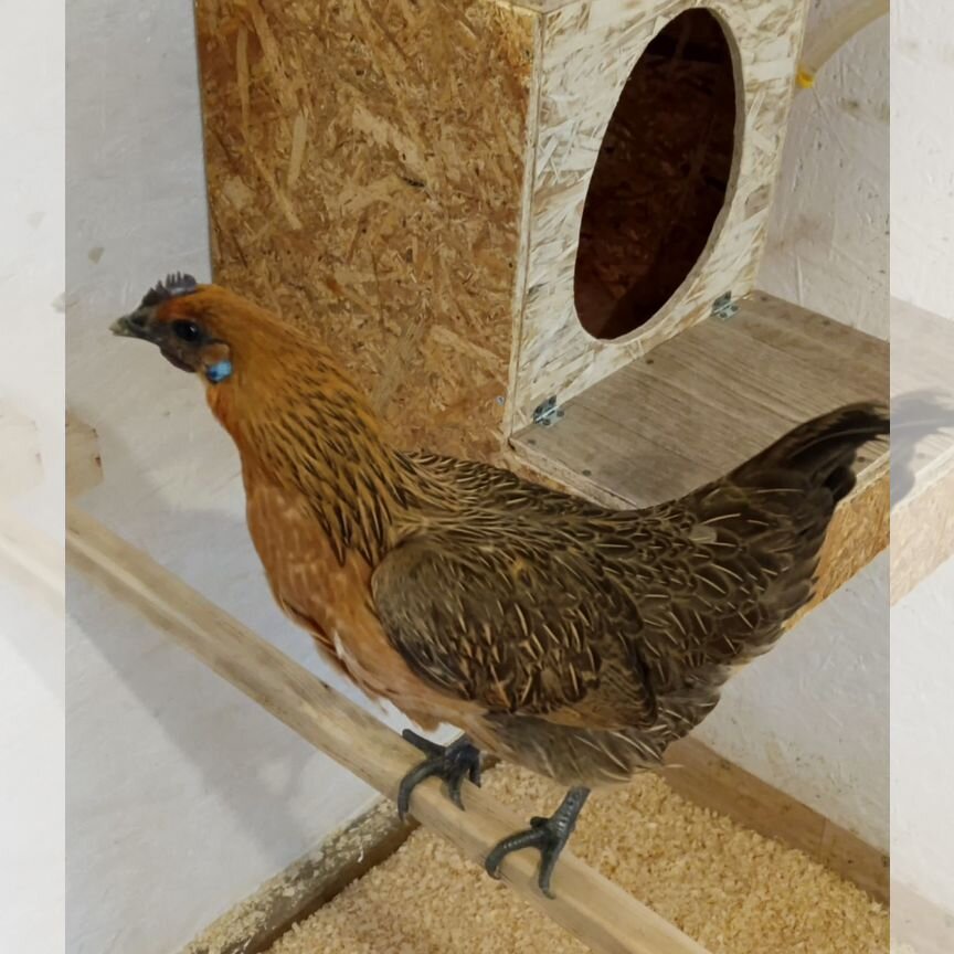 Инкубационное яйцо кур Лакеданзи