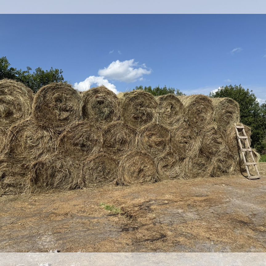 Сено в рулонах