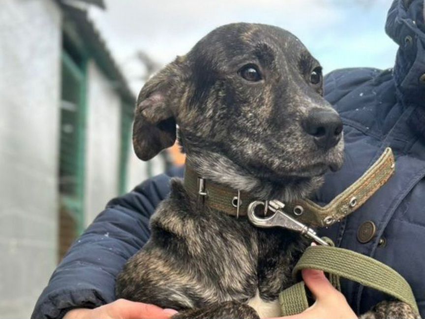 Щенок подросток Луи замерзает в морозы в приюте