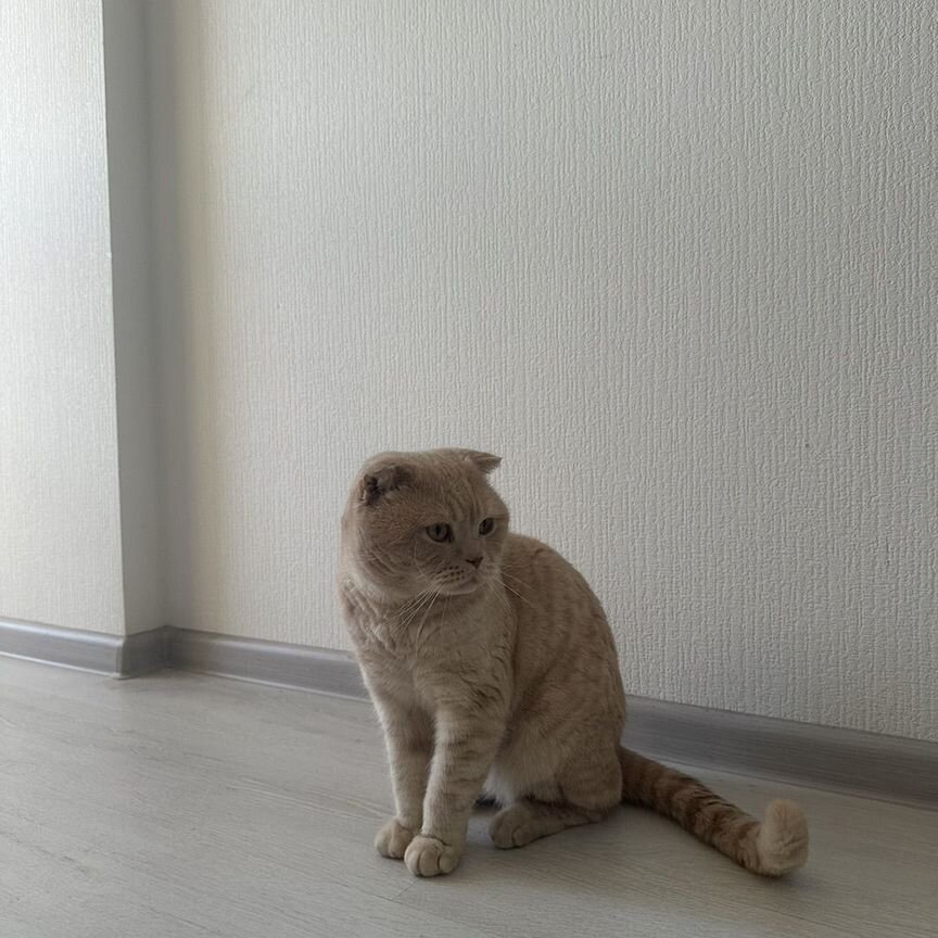 Шотландский кот