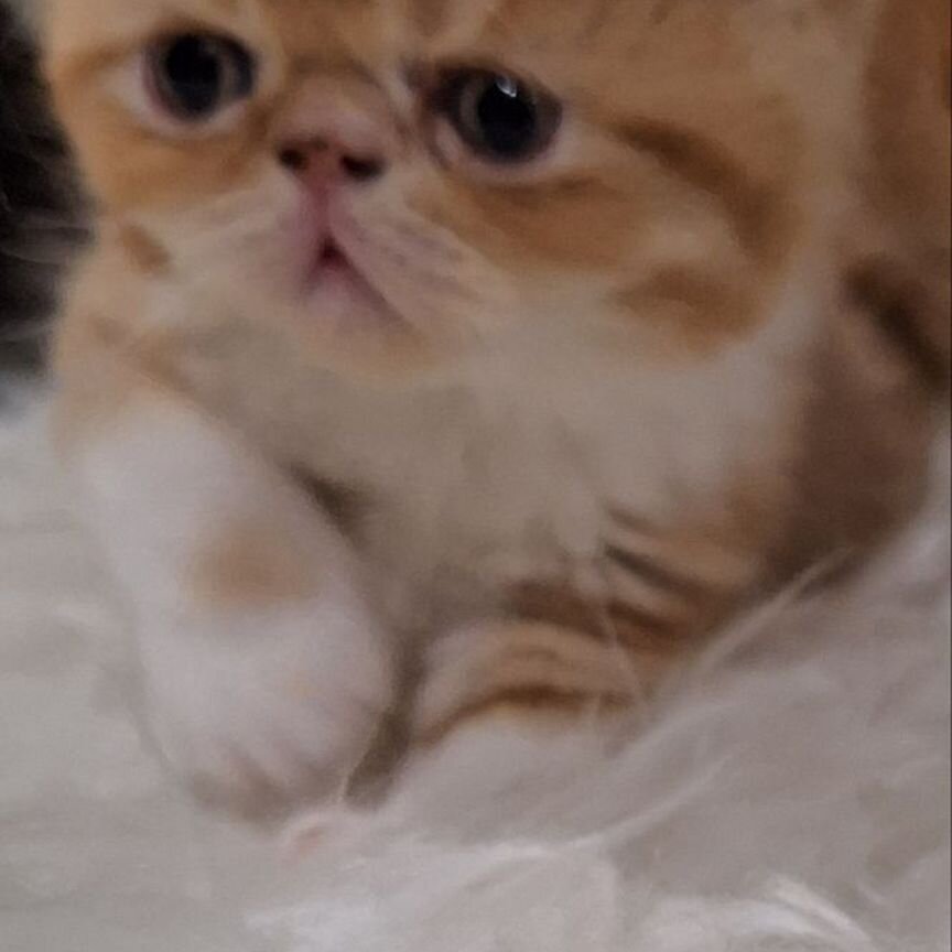 Котята экзоты