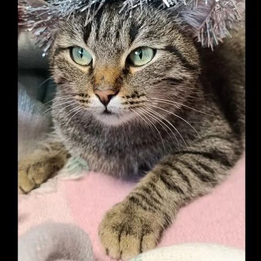 Взрослая, кошка в добрые руки