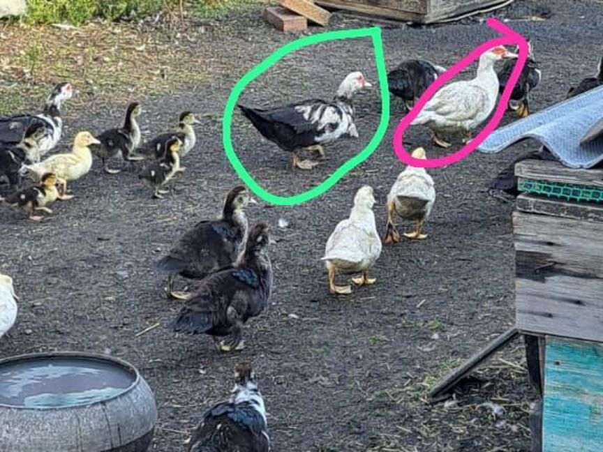 Готовы к продаже на племя 2 индоутки и селезень