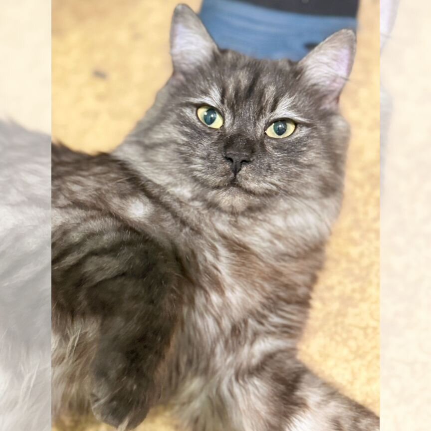 Кот нибелунг