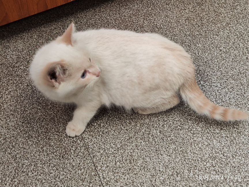 Голубоглазый котик