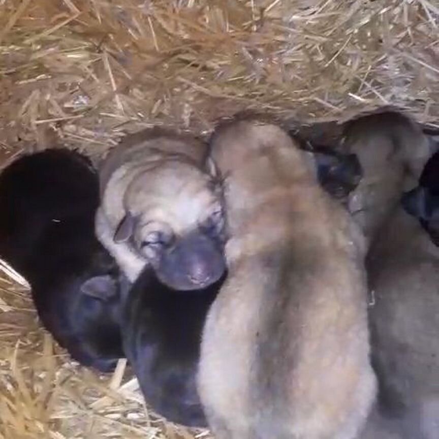 Отдам в добрые руки щенят