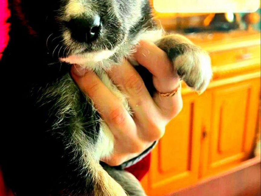 Щенок в добрые руки