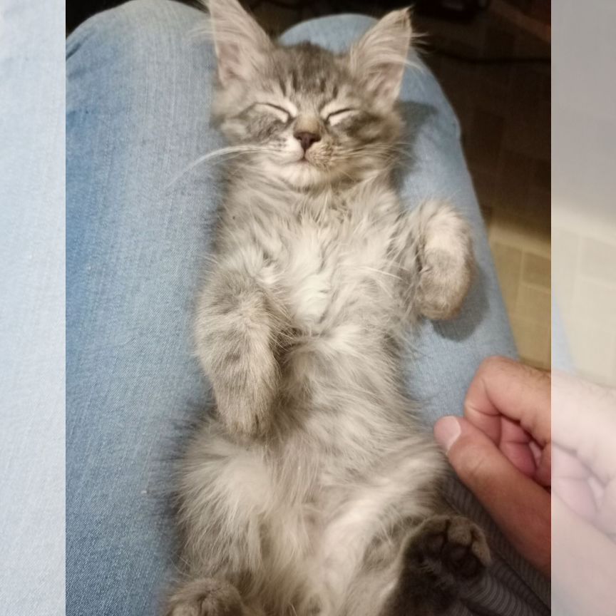 Серый котёнок
