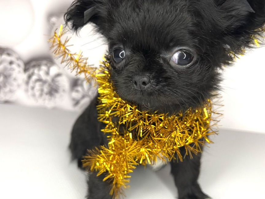 Щенки чихуахуа в экстремальном типе