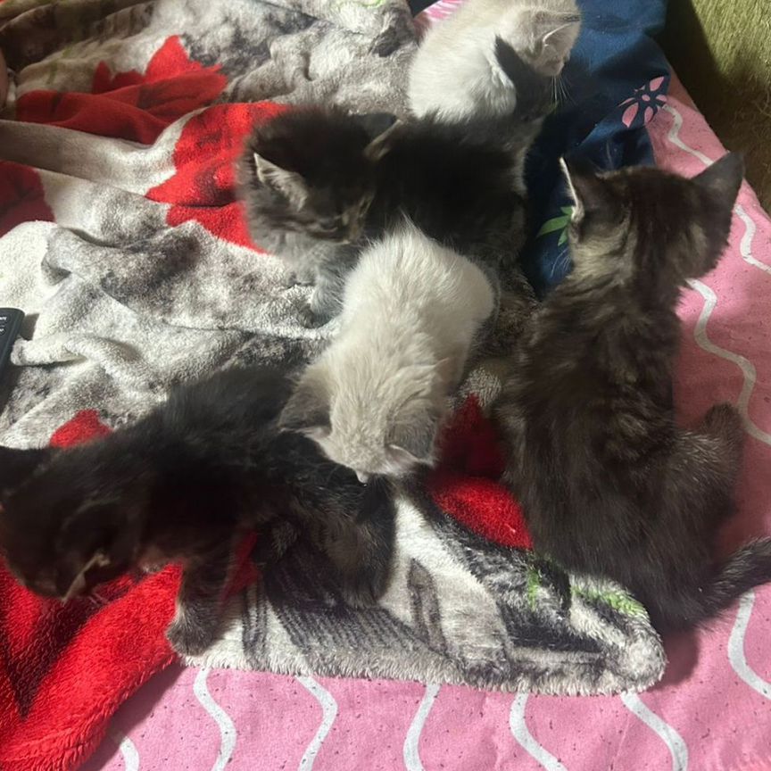 Сиамский котёнок