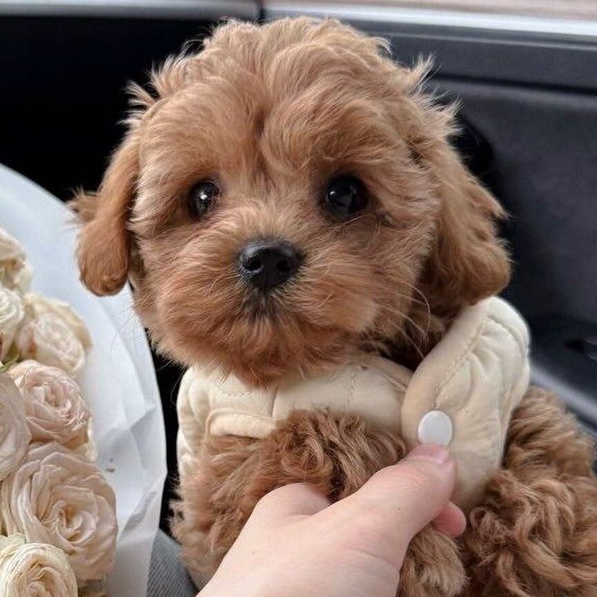 Мальтипу, щенок