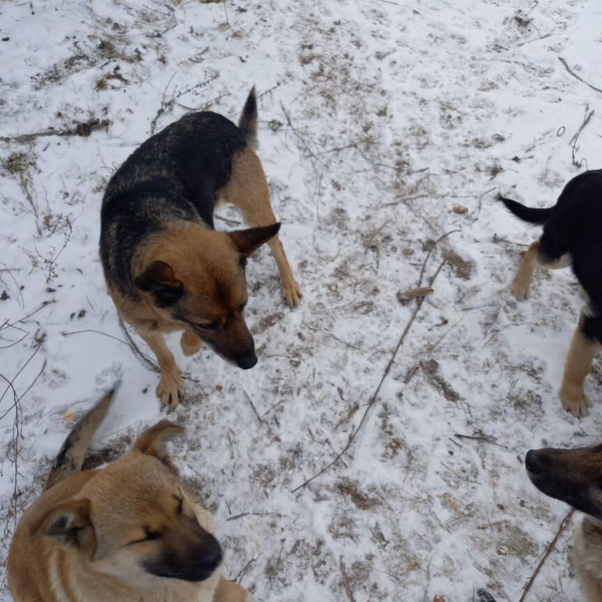 Щенки овчарки погибают на холоде