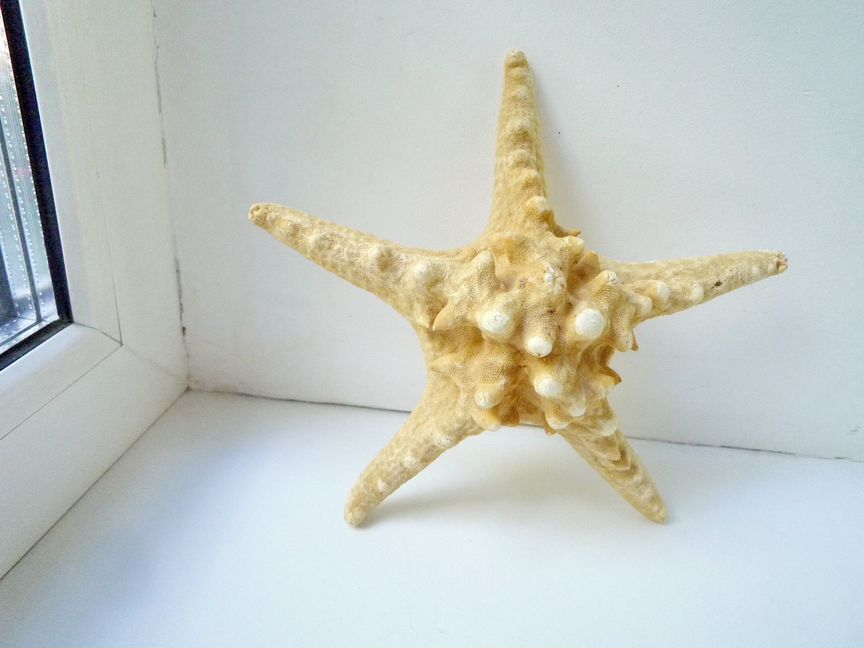 Звезда морская натуральная