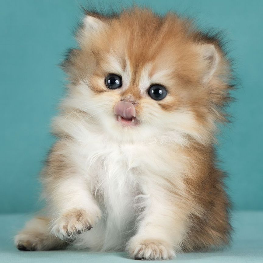 Девочка длиношерстная британская золотая шиншилла