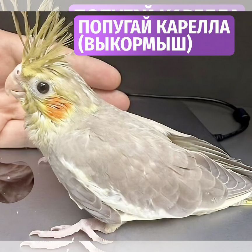 Попугай Карела выкормыш