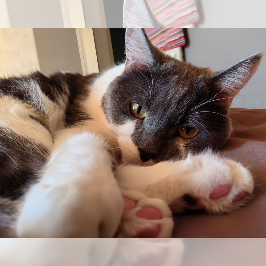 Взрослый кот в добрые руки