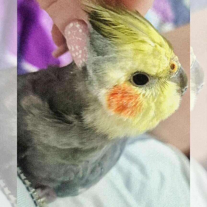 Попугай корелла мальчик ручной