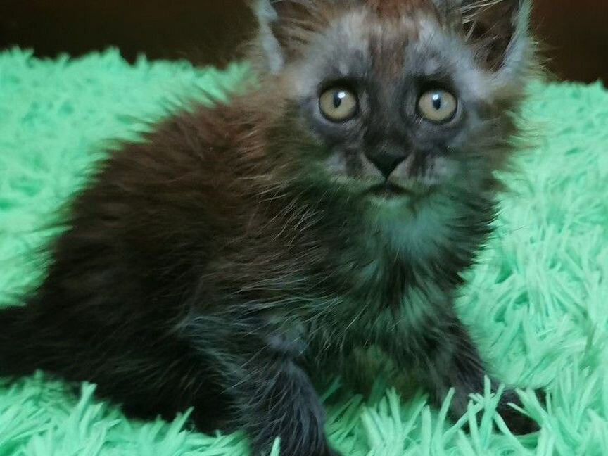 Кошка черный дым