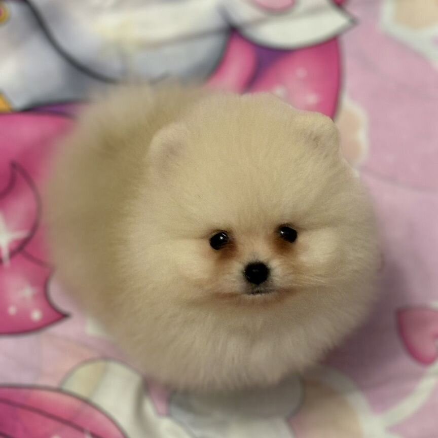 Померанский шпиц, щенок