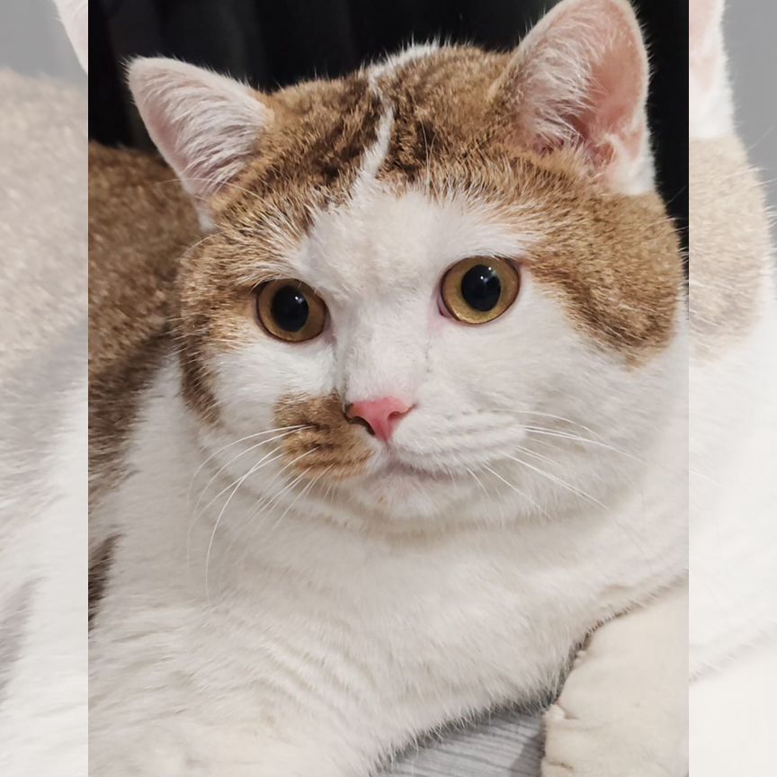 Взрослый кот в добрые руки