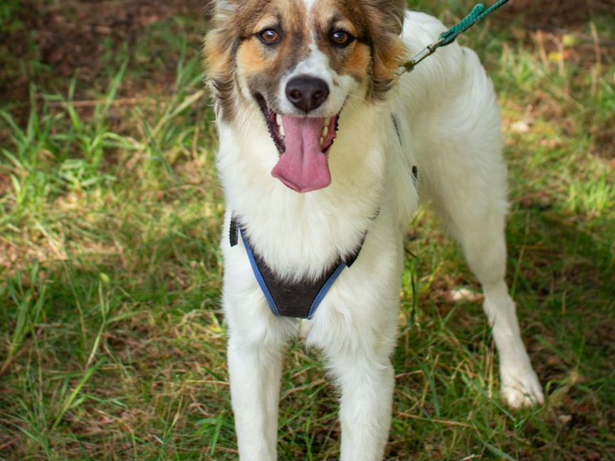 Красавчик Элвис в поисках семьи