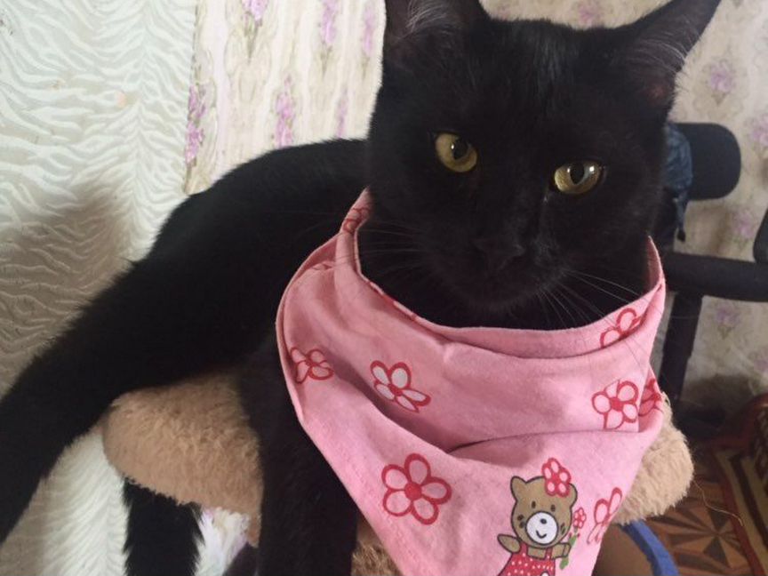 Кошка Пума