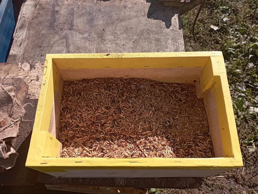 Кормовые насекомые-Мучной хрущ