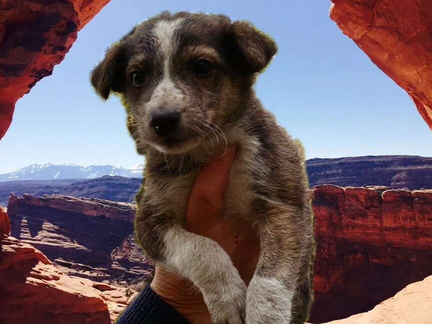 Щенок Толик