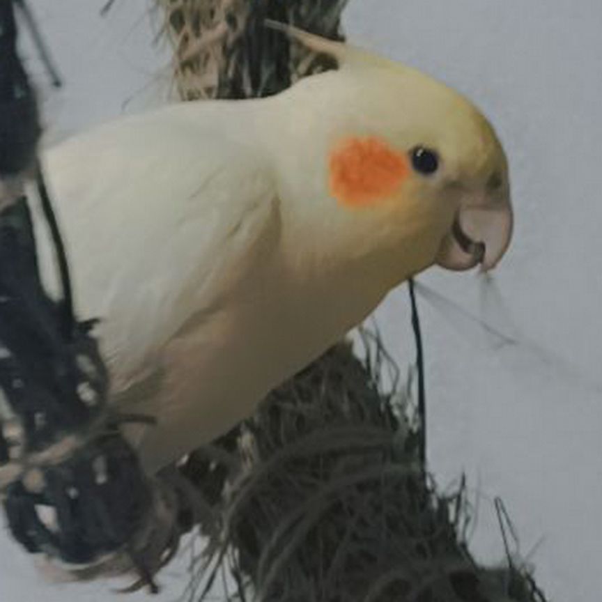 Попугай корелла