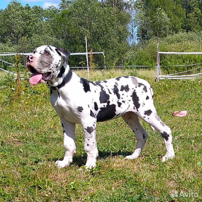 Щенки немецкого дога