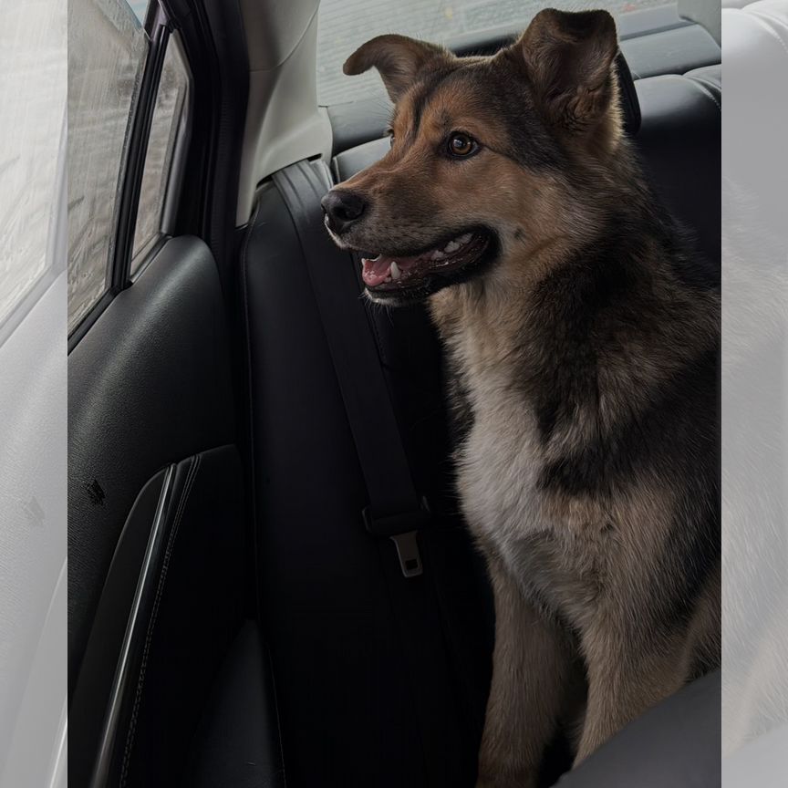 Взрослая собака в добрые руки