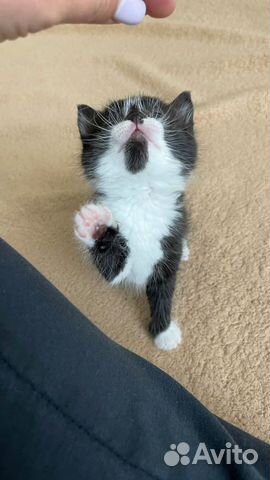 Котенок в добрые руки
