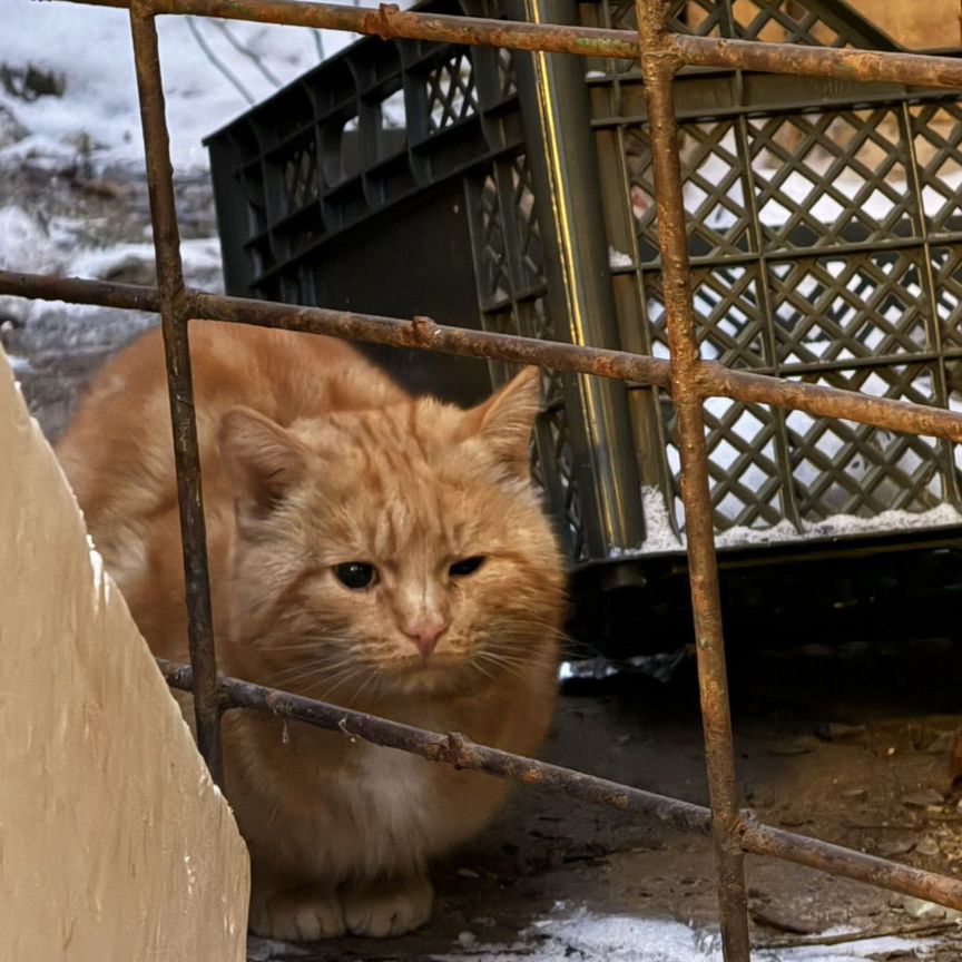 Рыжий котик ищет дом