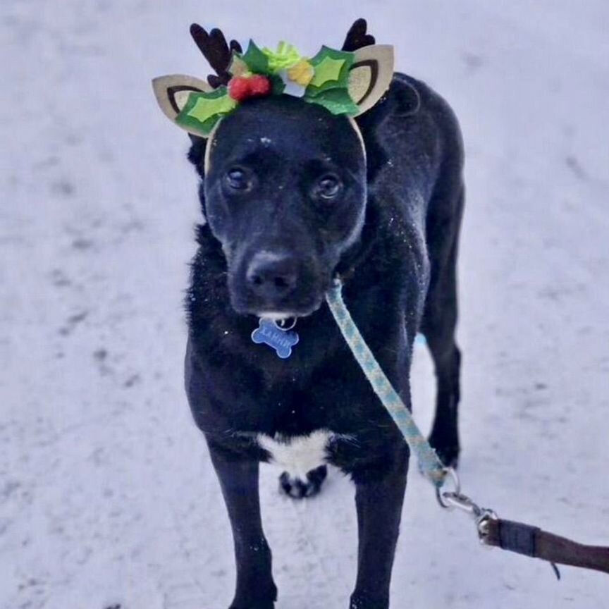 Собака в добрые руки девочка