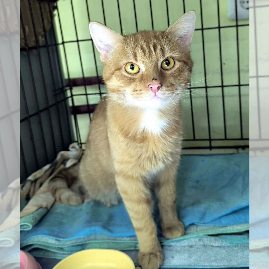 Взрослый кот в добрые руки