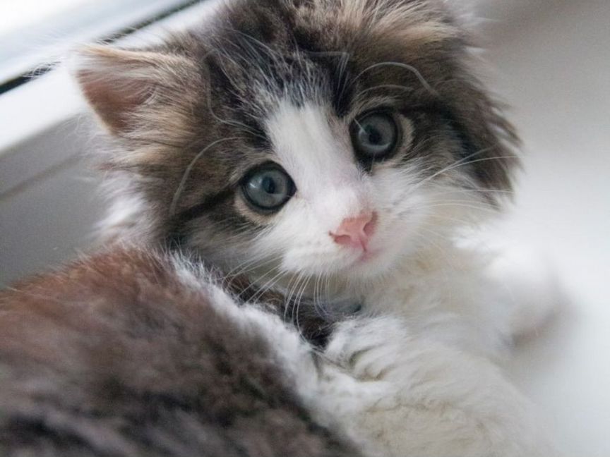 Милейший котенок девочка