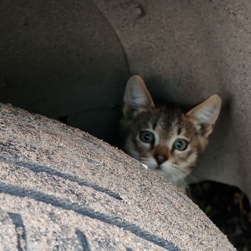 Отдам котят