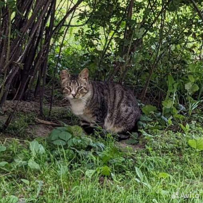 Тишка, молодой котик в добрые руки