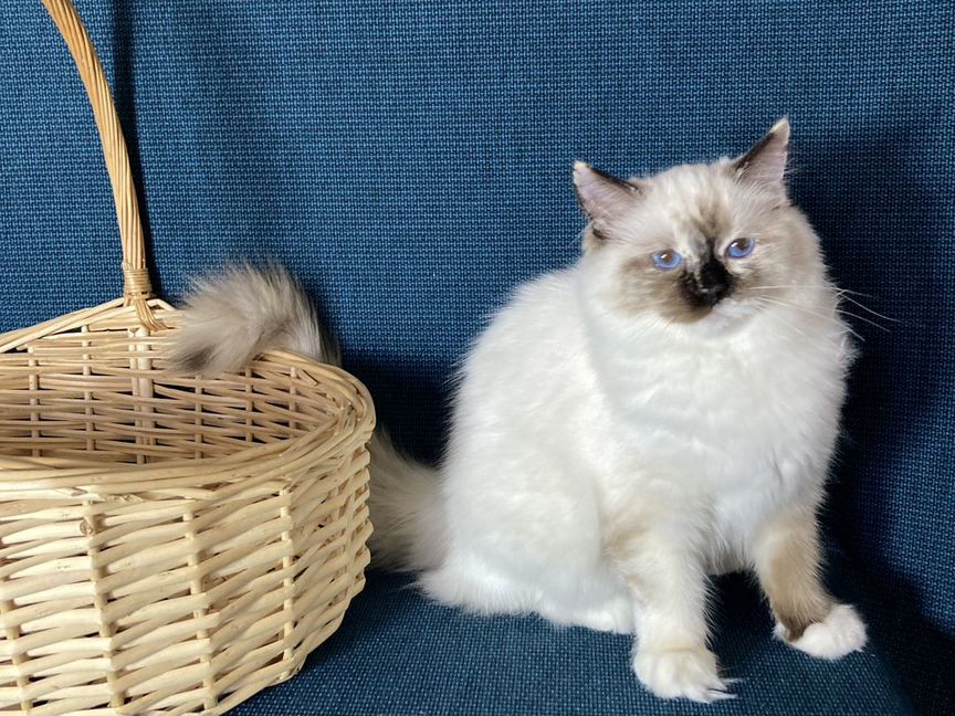 Котята рэгдолл