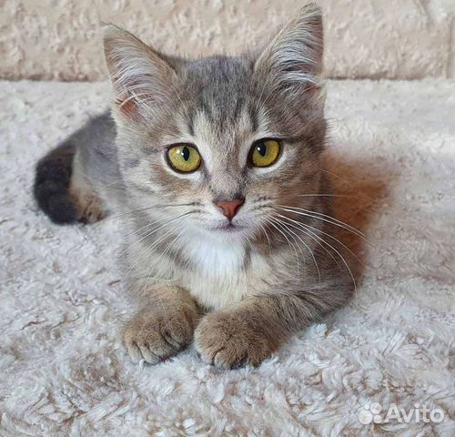 Красивый котёночек-мальчик в добрые руки