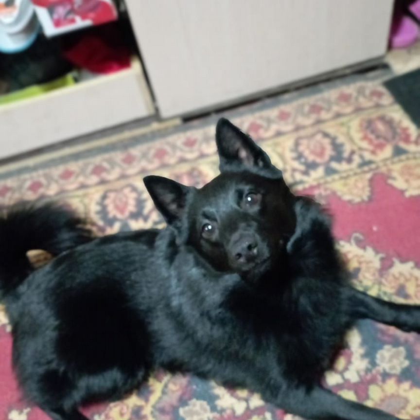 Собака схипперка