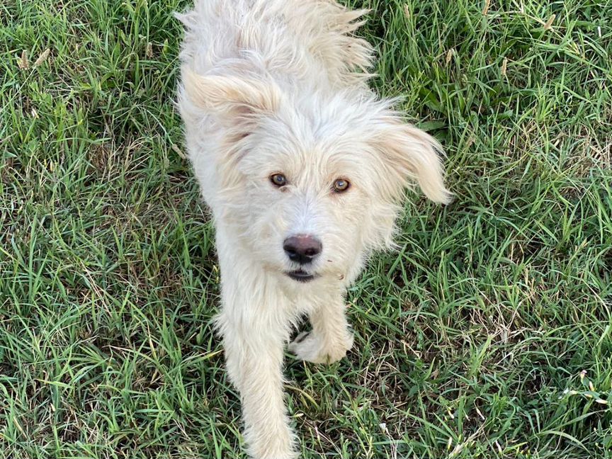 Бездомные собачки ищут семьи