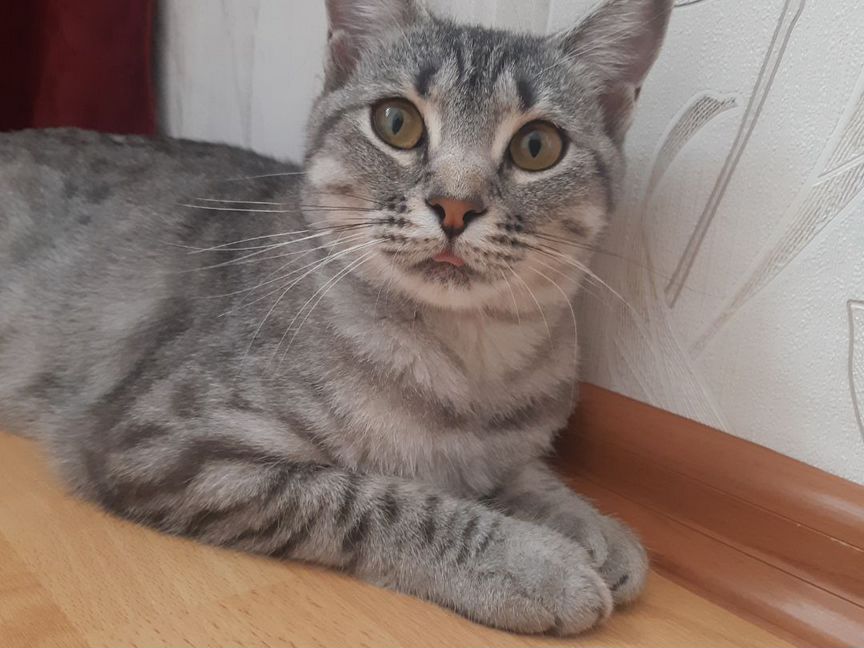 Кошка Матильда