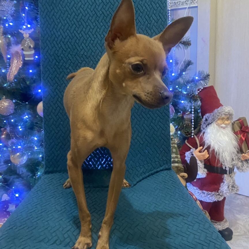 Русский той-терьер, щенок