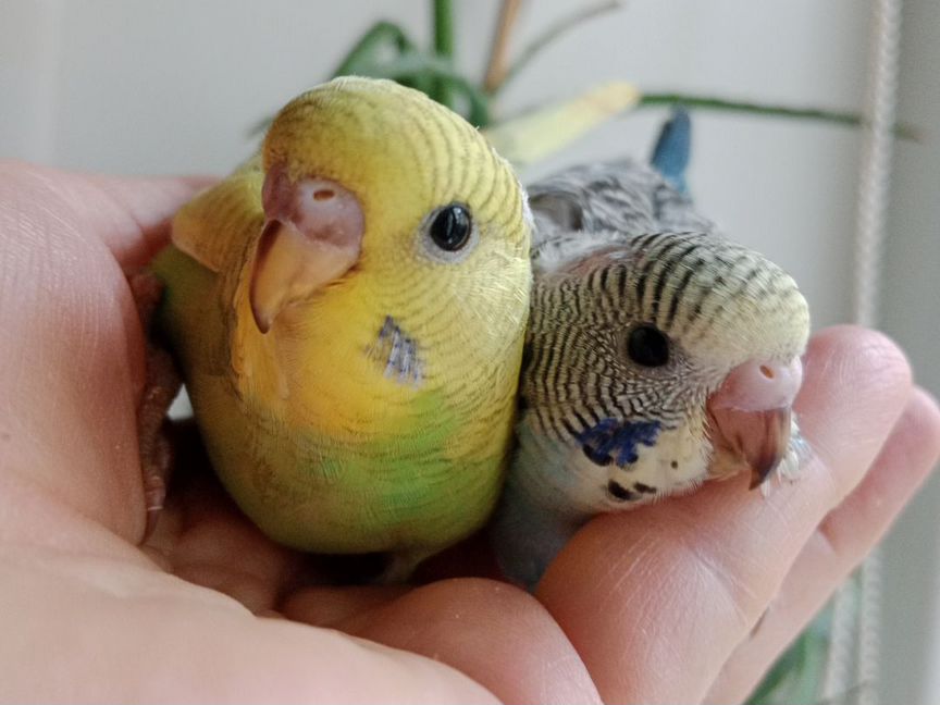 Ручные птенчики волнистых попугайчиков