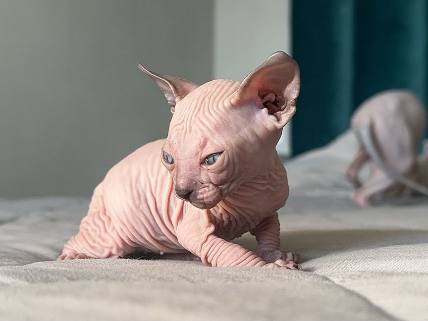Донской сфинкс котенок
