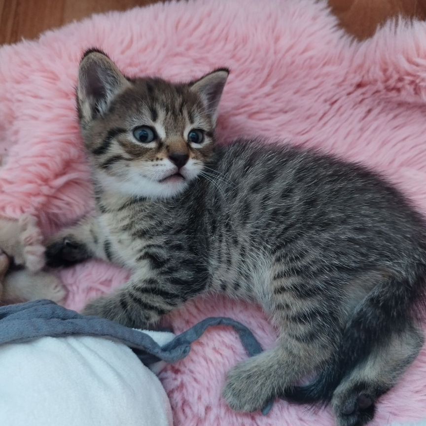 Котята